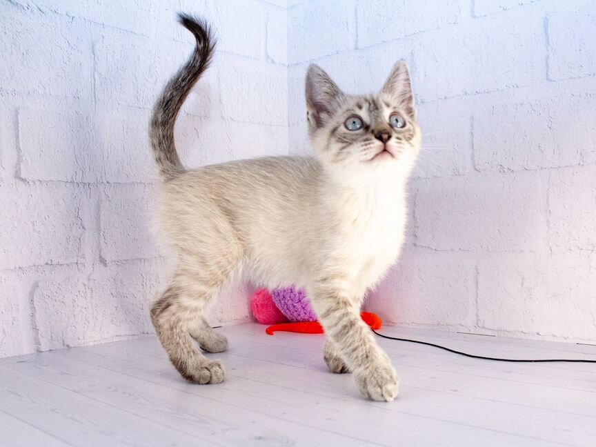 Котенок красавчик ищет дом