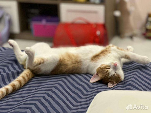 Кот