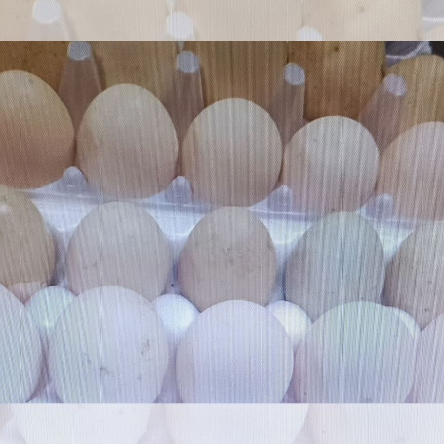 Соберу инкубационное яйцо индоутки, цена за штуку