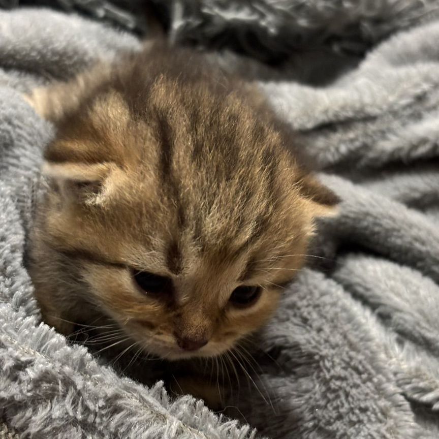Шотландский вислоухий короткошёрстный котёнок