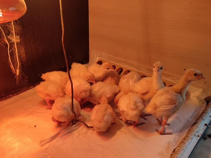 Индюки индюшата