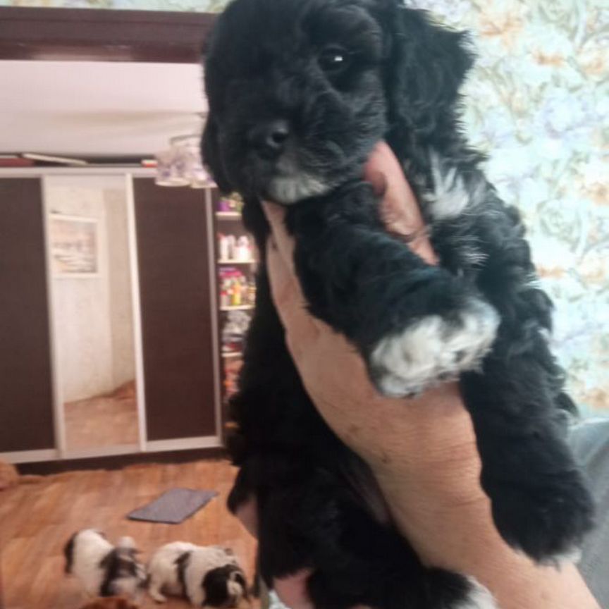 Мальтипуf девочка