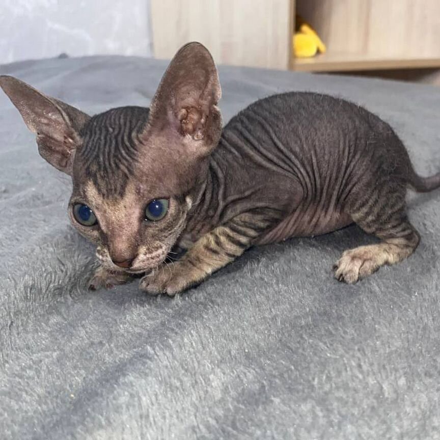 Канадский сфинкс котёнок