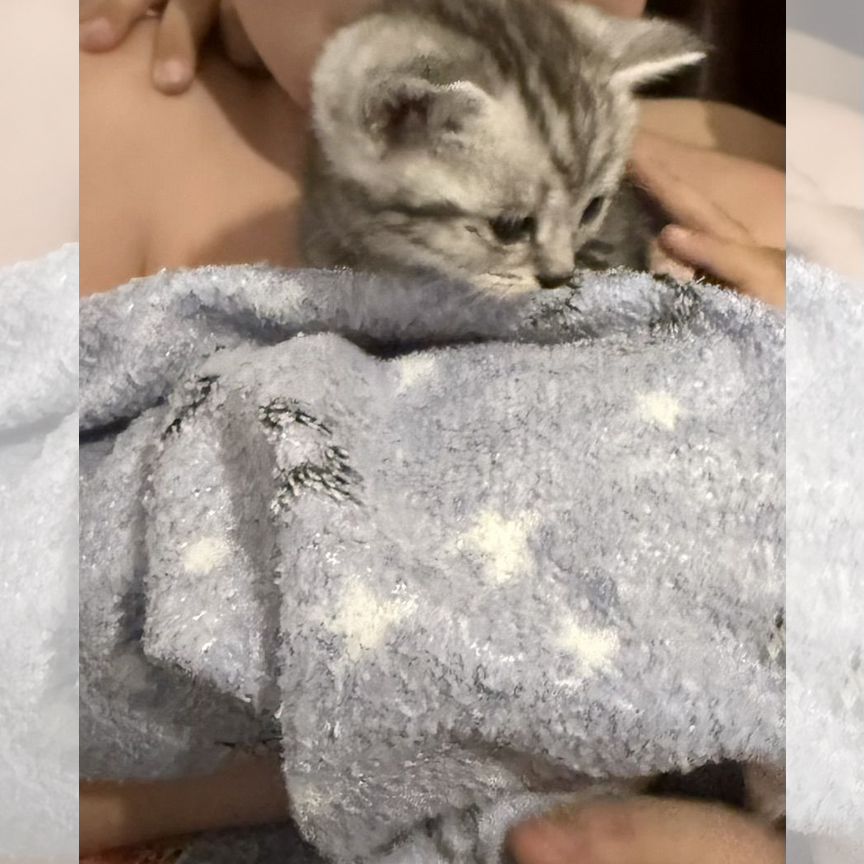 Британский короткошёрстный котёнок