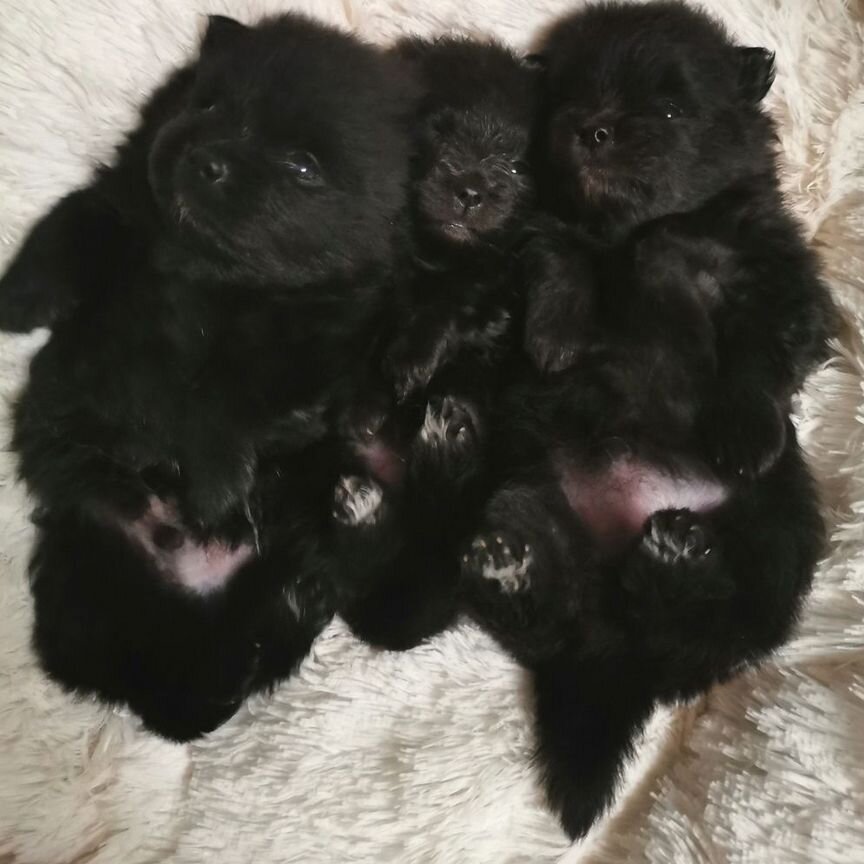 Чёрные жемчужины) Шпицы