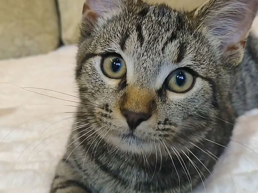 Котик Ромка (6,5 мес)