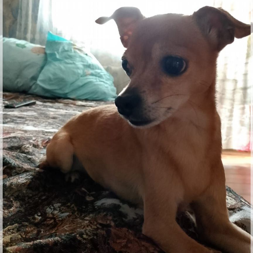 Русский той-терьер, взрослый пёс