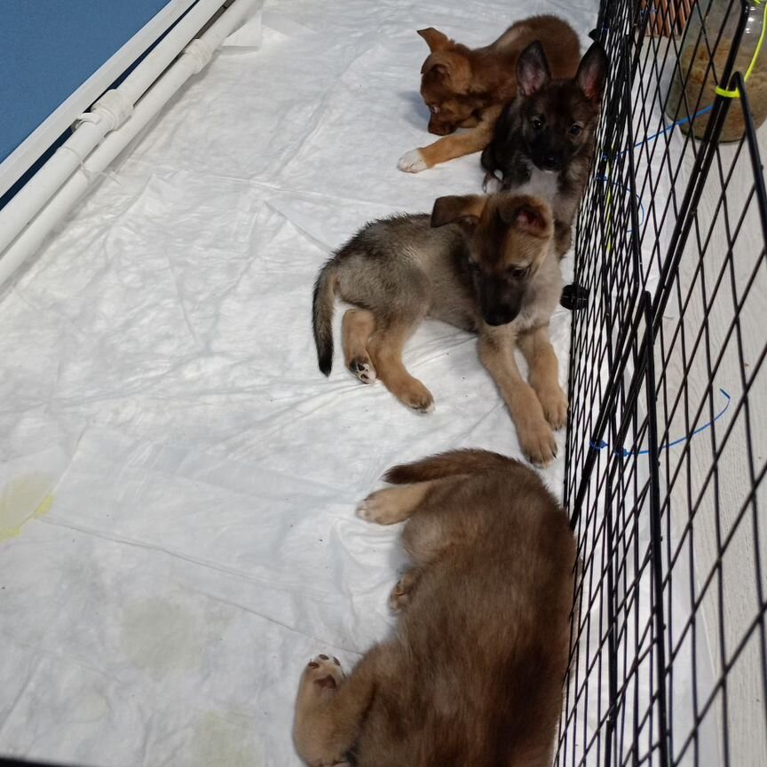 Щенок в добрые руки