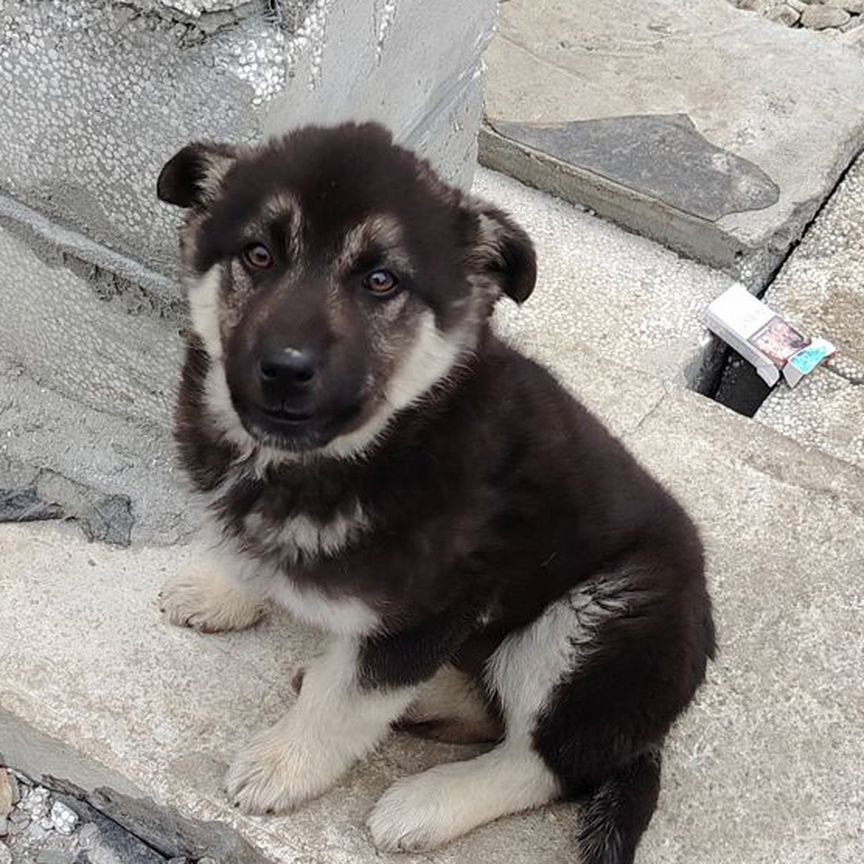 Щенок в добрые руки