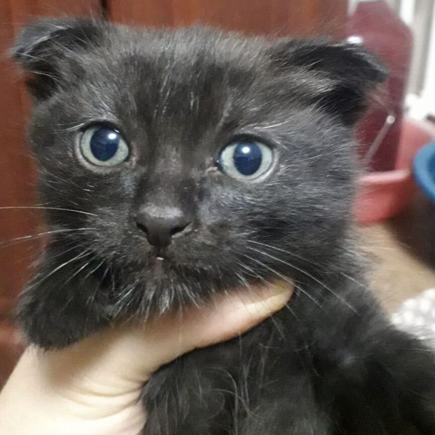 Черный котенок вислоухий