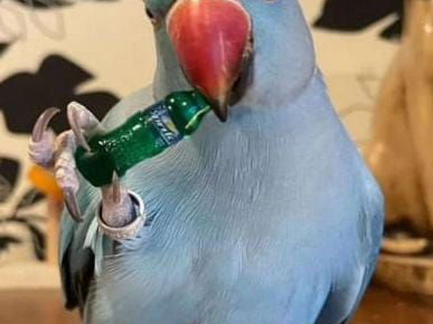 Ожереловый попугай птенцы