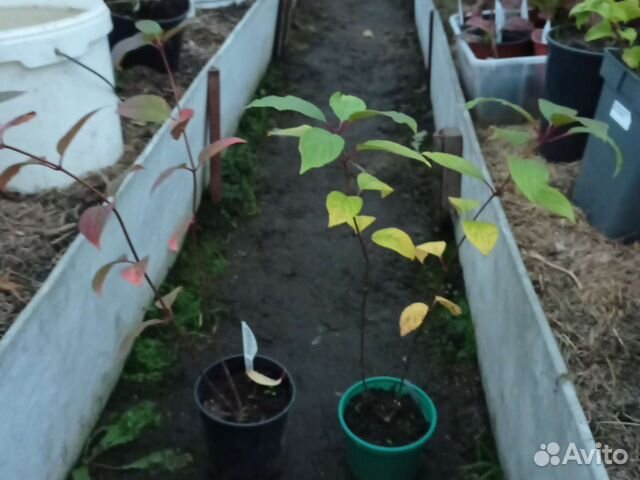 Гортензия метельчатая купить в Санкт-Петербурге | Товары для дома и ...