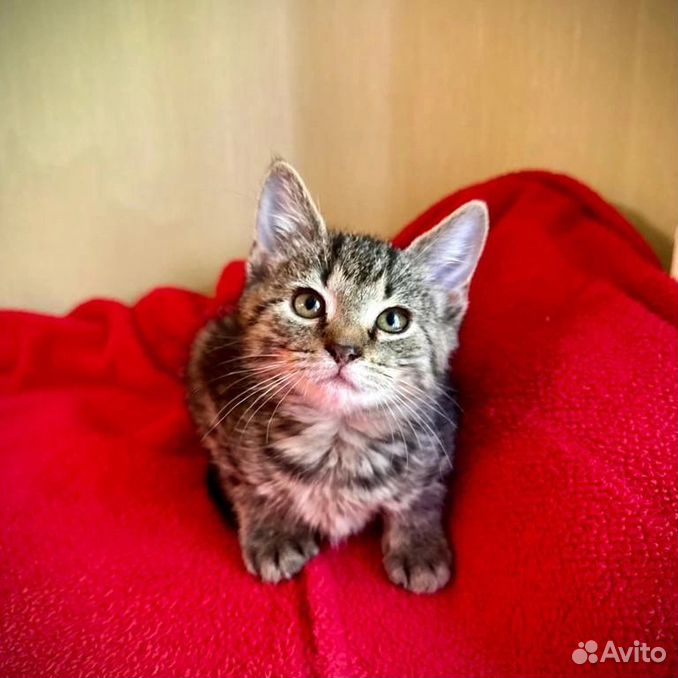 Котенок Эклер 2 мес в дар