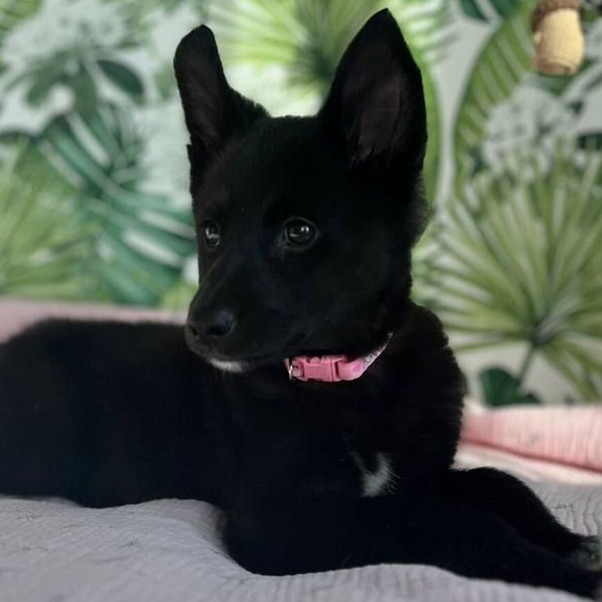 Щенок в добрые руки