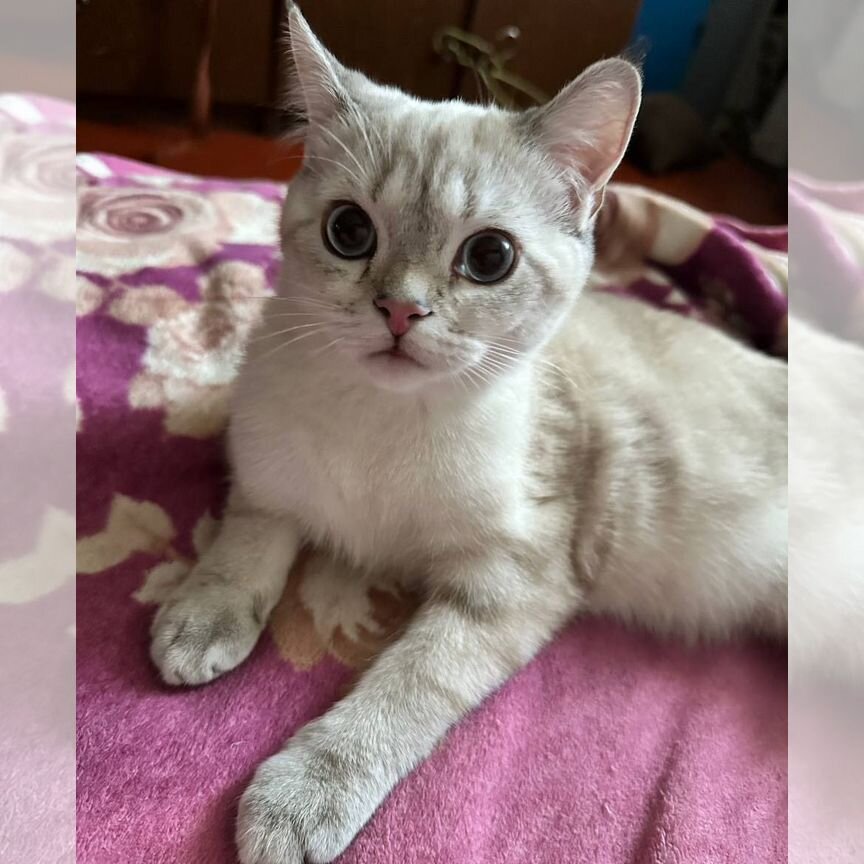 Британский короткошёрстный котёнок