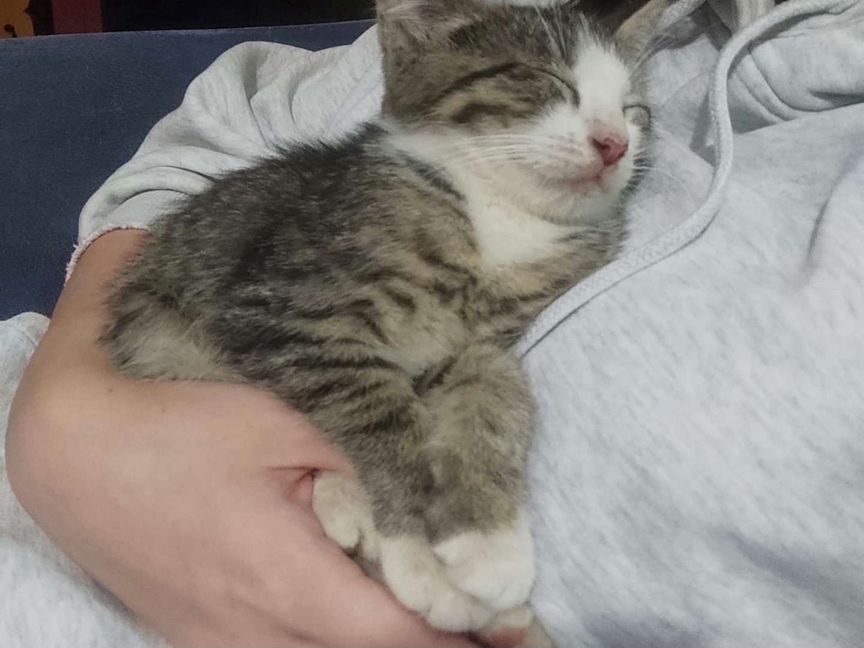 Милейшие дачные котята остаются одни