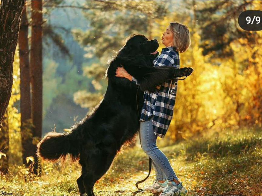 Ньюфаундленд