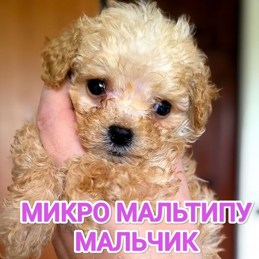 Мальтипу, щенок