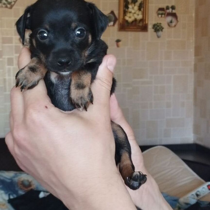 Русский той-терьер, щенок