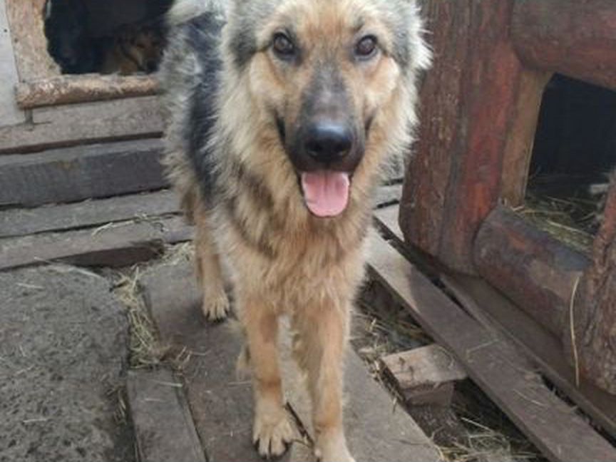 Митю из Камышл.отлова бросили на дороге умирать