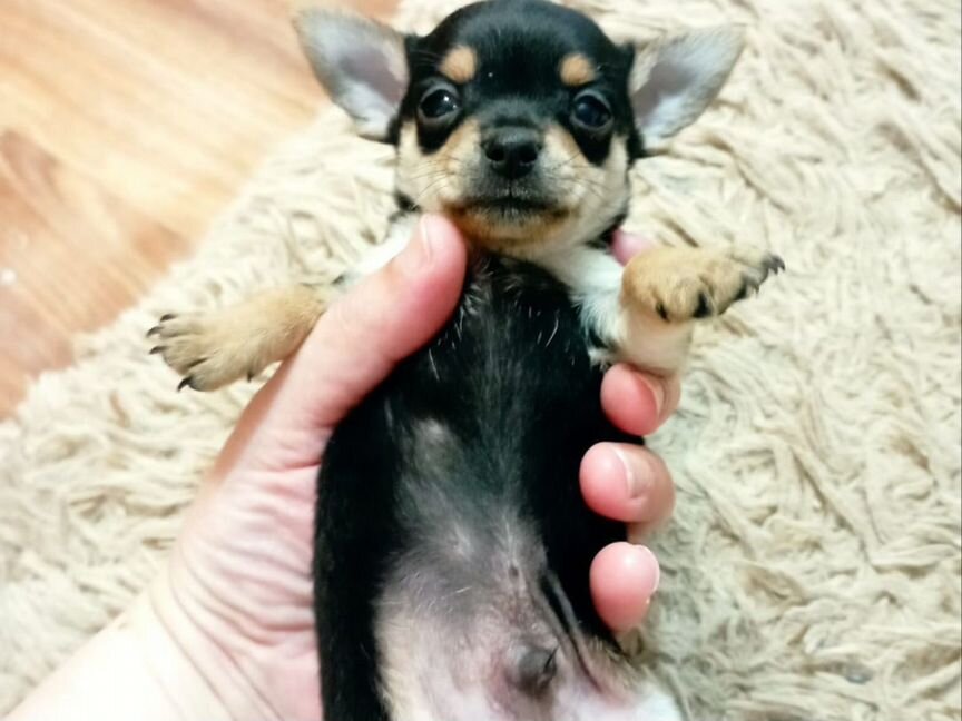 Мини той-терьер щенки