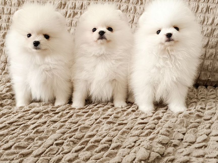 Миники щенки белые, крем и другие