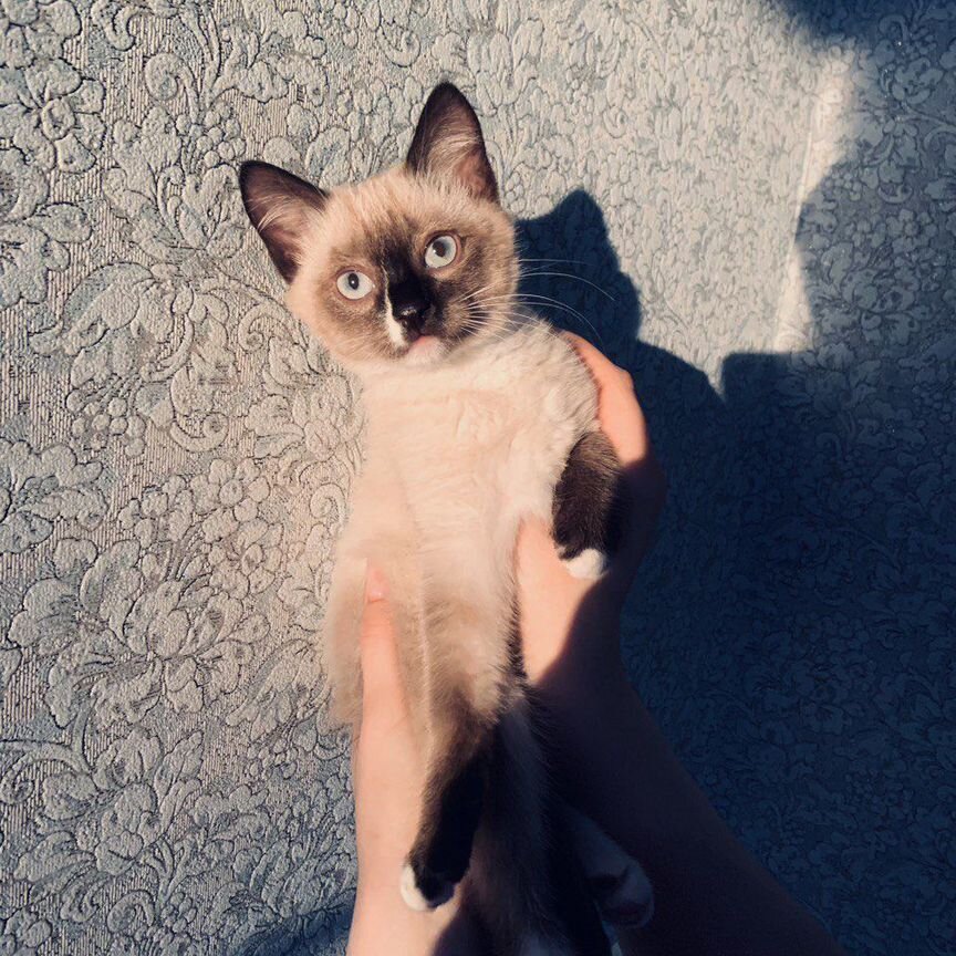 Домашние животные кошка