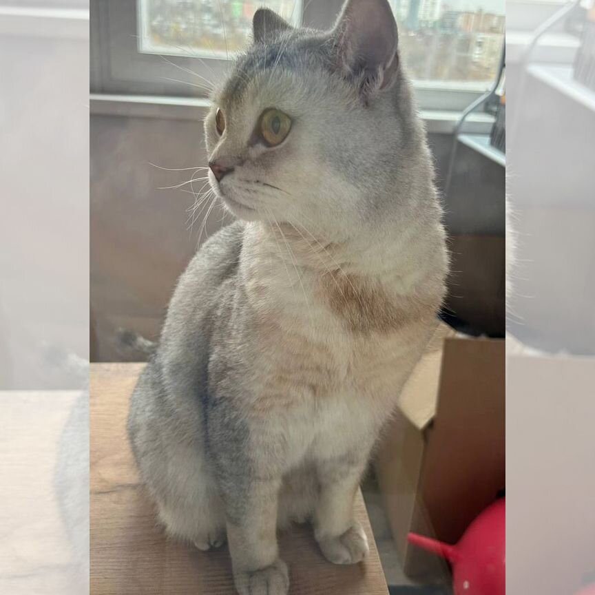 Шотландский прямоухий короткошёрстный кот, взрослый