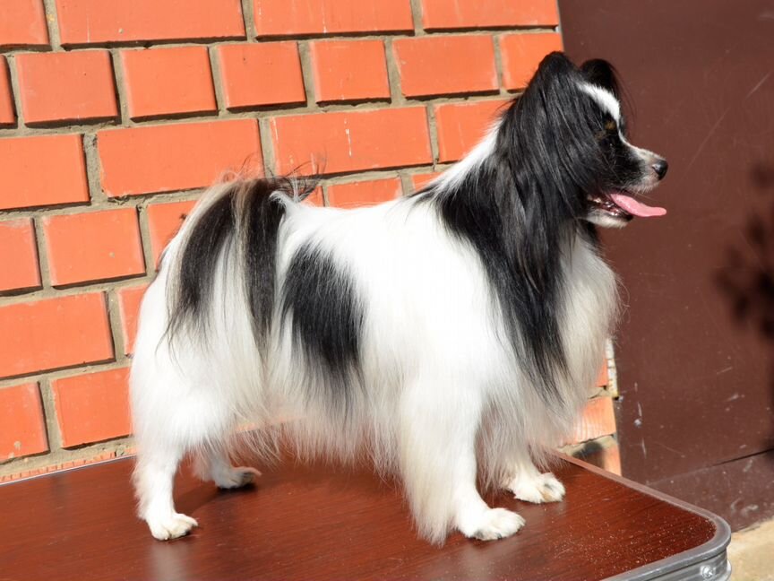 Кобель для вязок