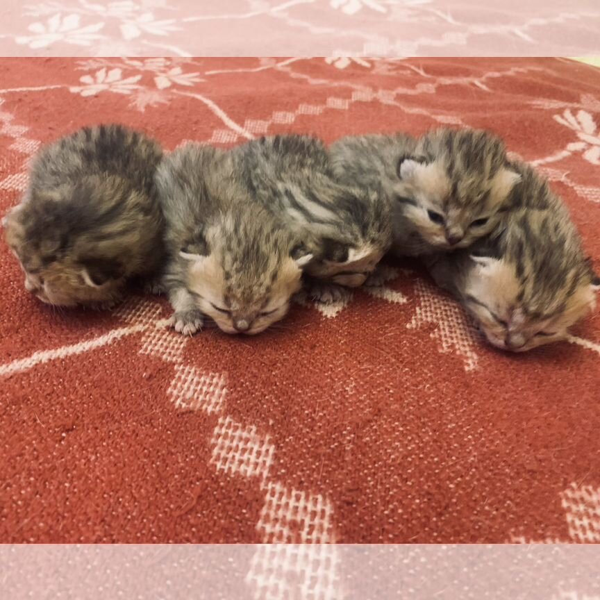 Шотландские котята