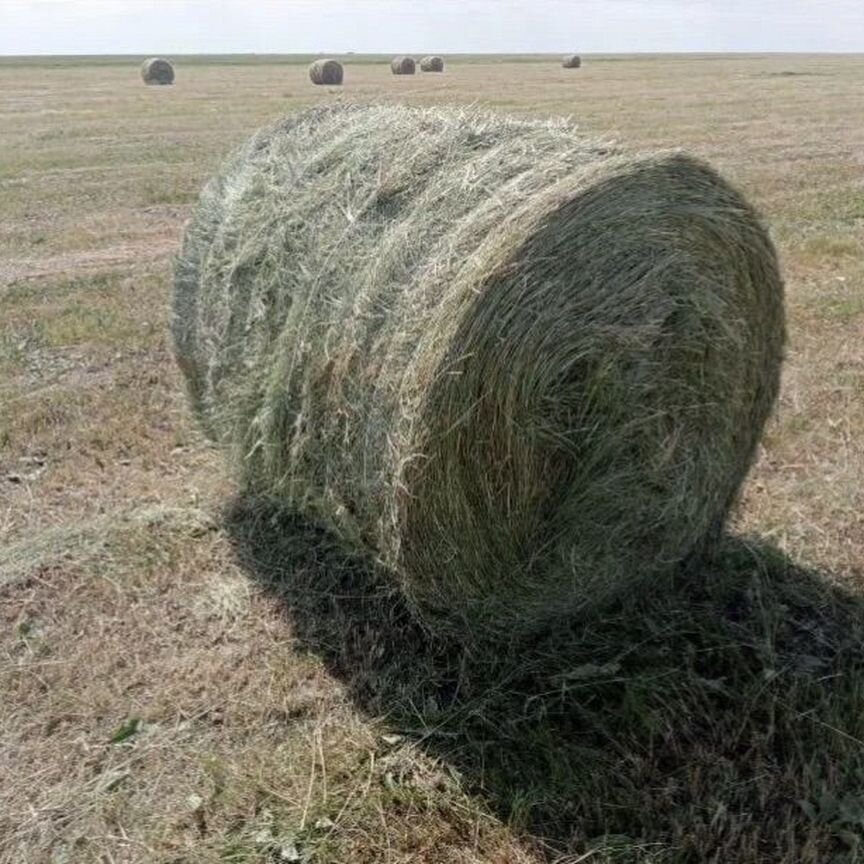 Продам сено в рулонах