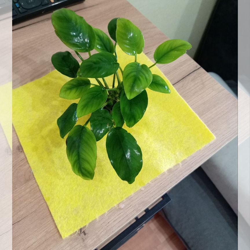 Аквариумное растение