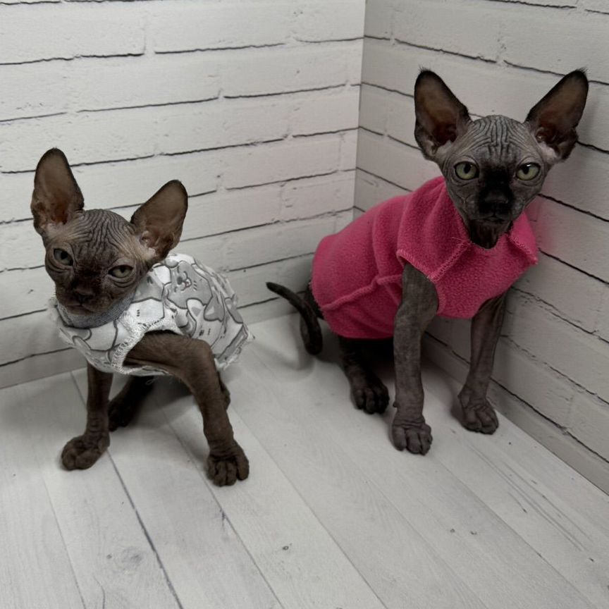 Канадский сфинкс котёнок