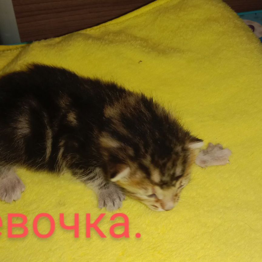 Котята в добрые руки