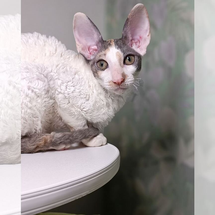 Корниш-рекс котёнок