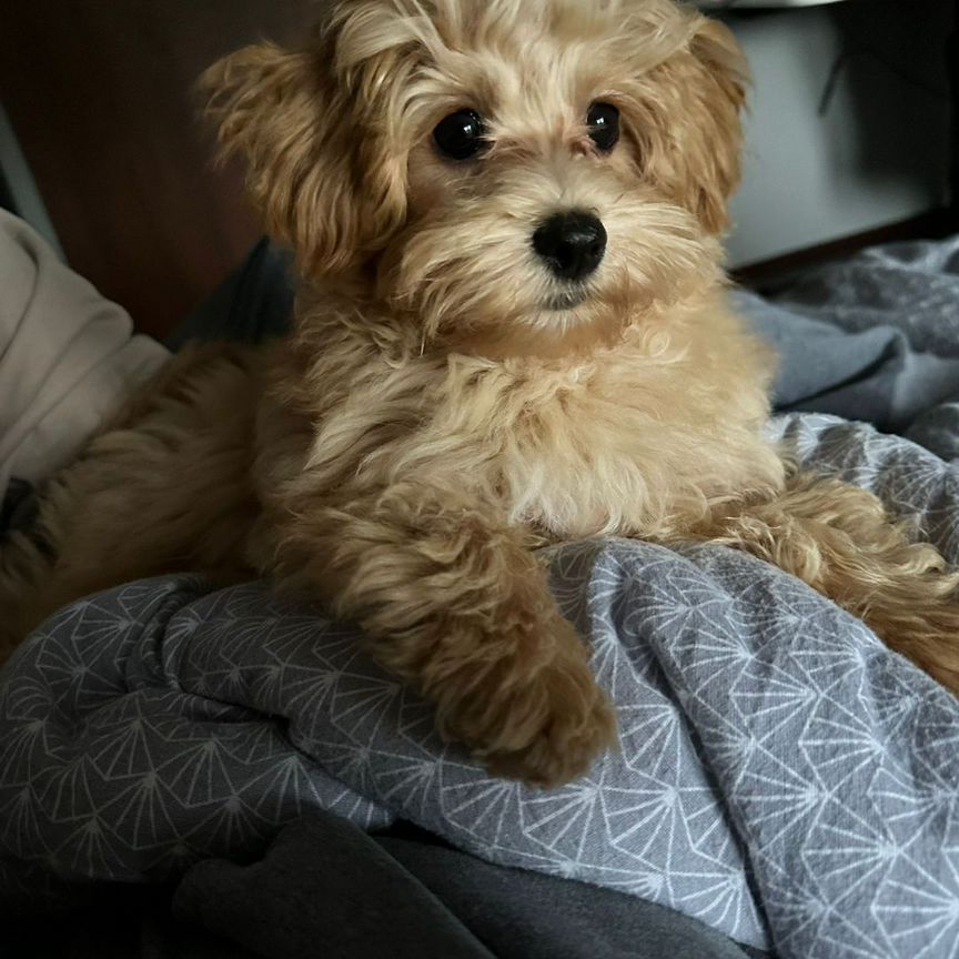 Щенки дизайнерской породы мальтипу maltipoo