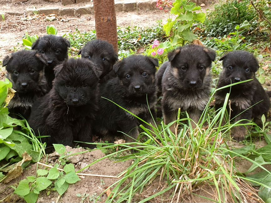 Щенки немецкой овчарки.Собака.Немцы