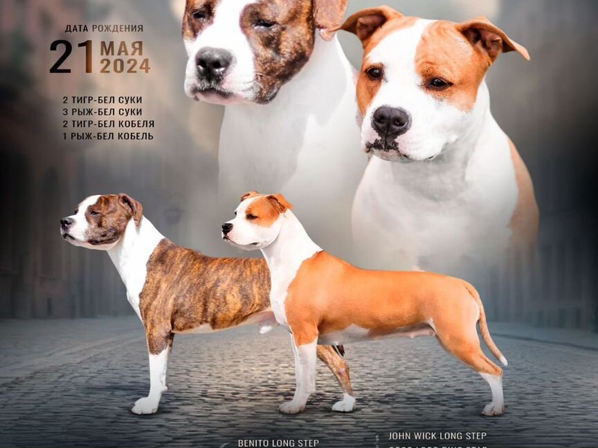 Высокопородные щенки аст