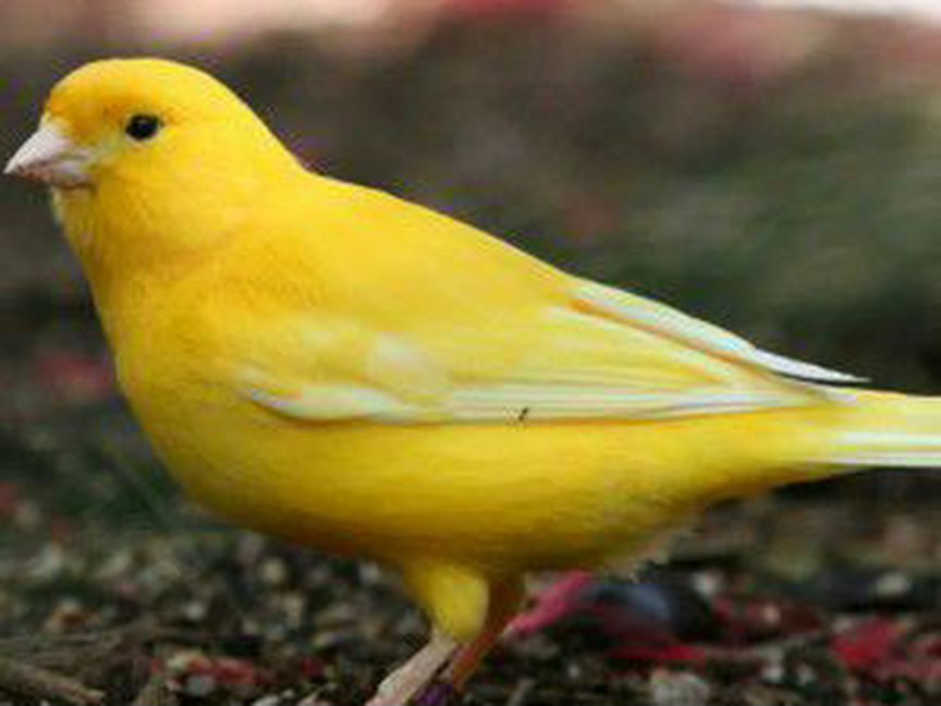 Продам Канареек