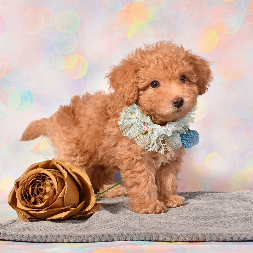 Щенки мальтипу, мини