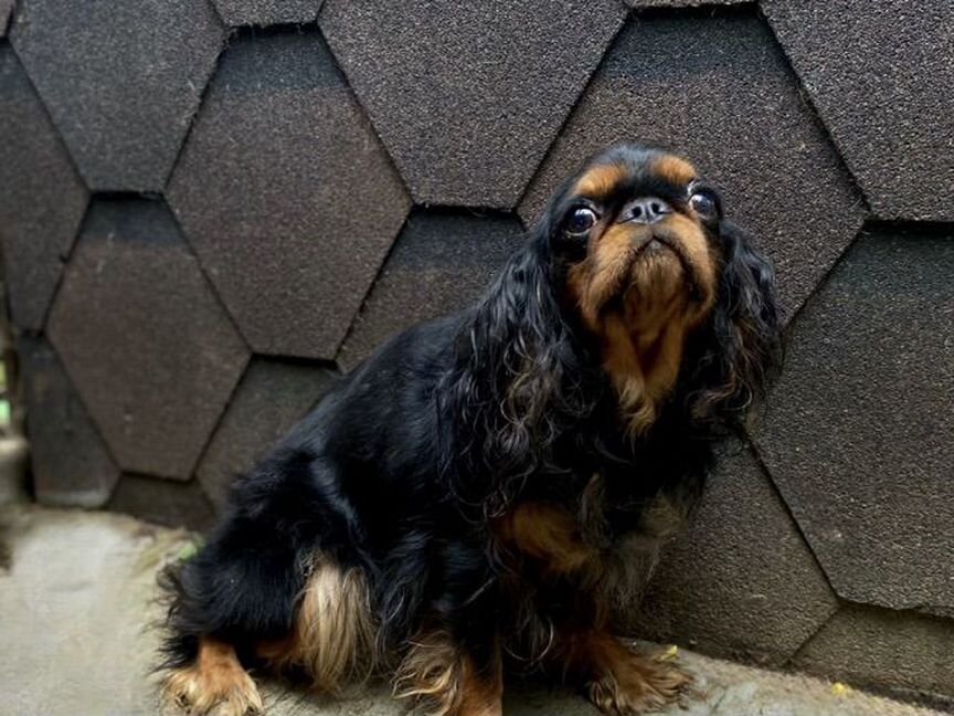 Кинг чарльз спаниель