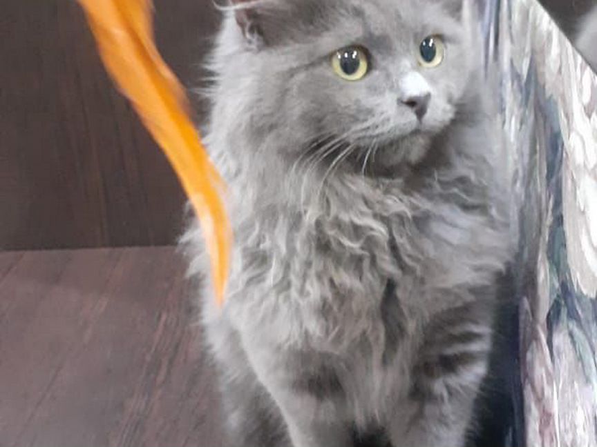 Котёнок Шопен