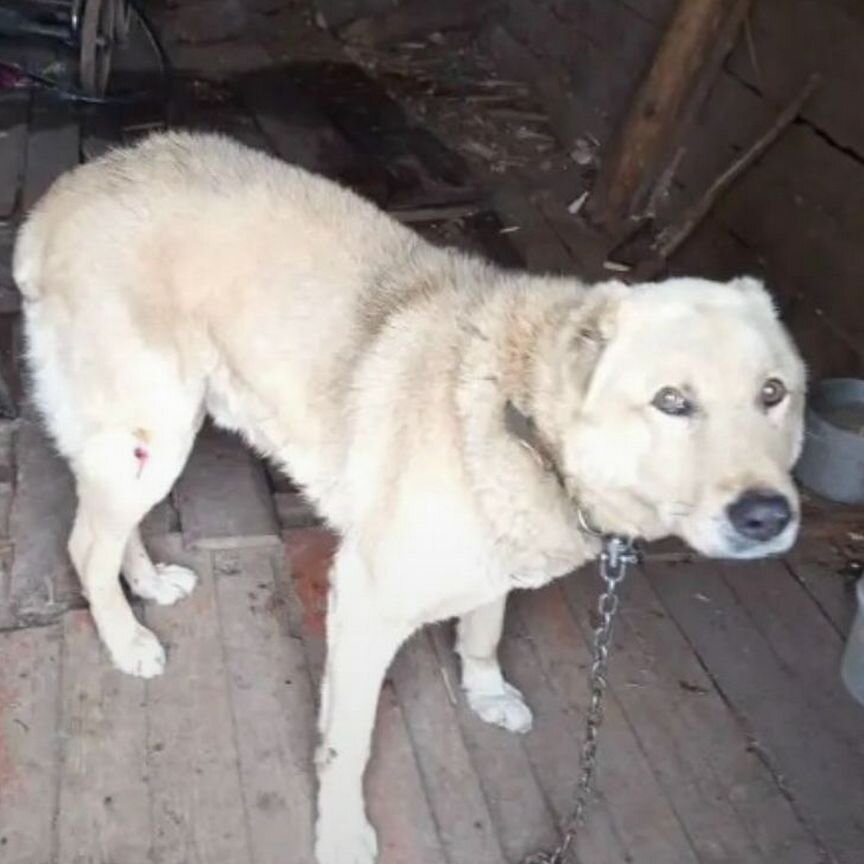 Среднеазиатская овчарка, взрослый пёс