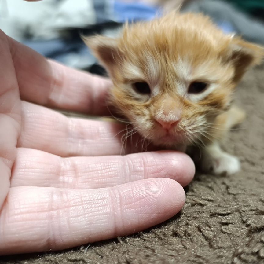 Мейн-кун котёнок