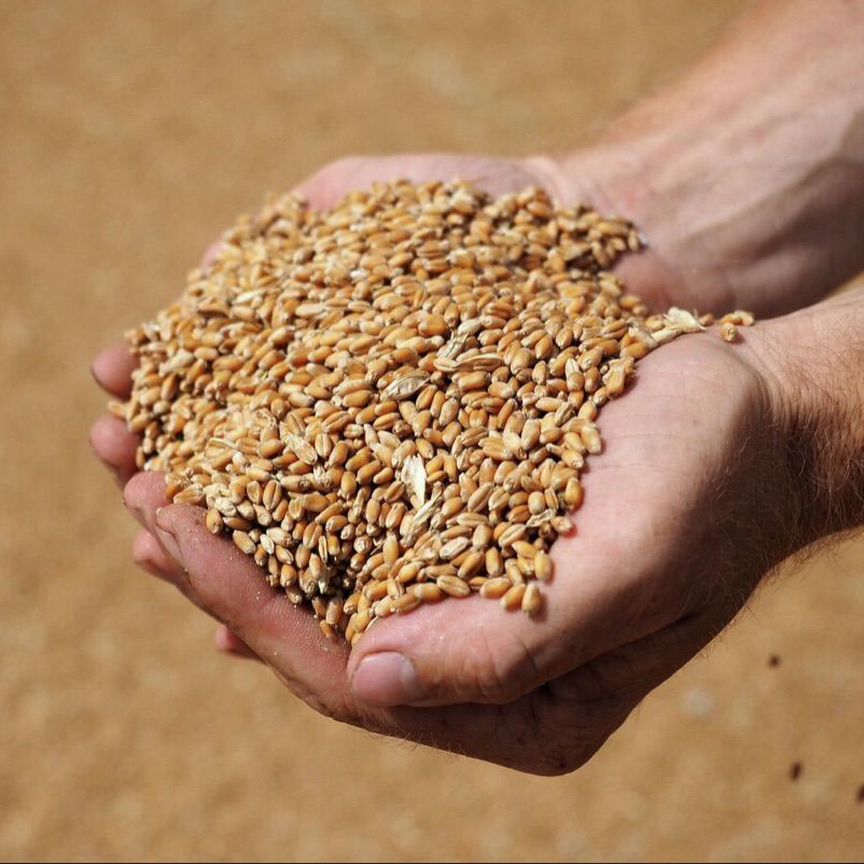 Зерно пшеница