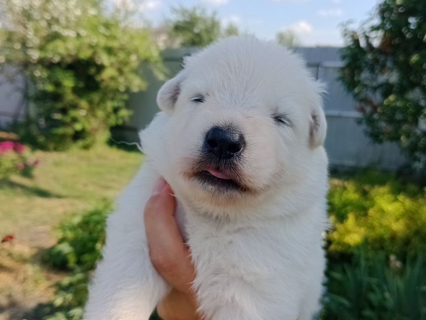 Швейцарская овчарка