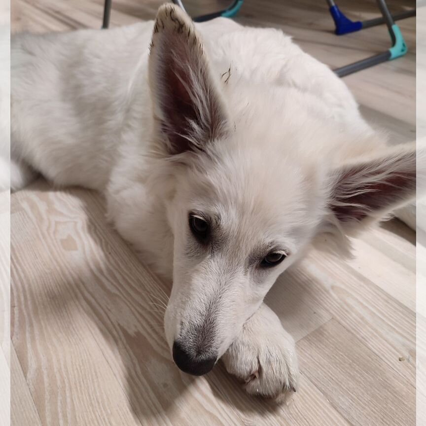 Белая швейцарская овчарка, щенок