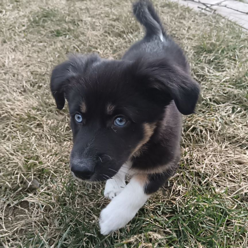 Щенок в добрые руки