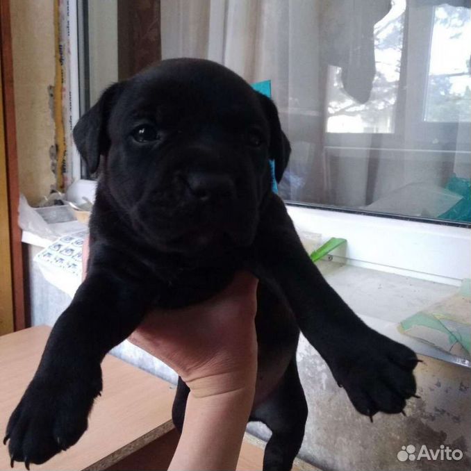 Щенки пидбуля