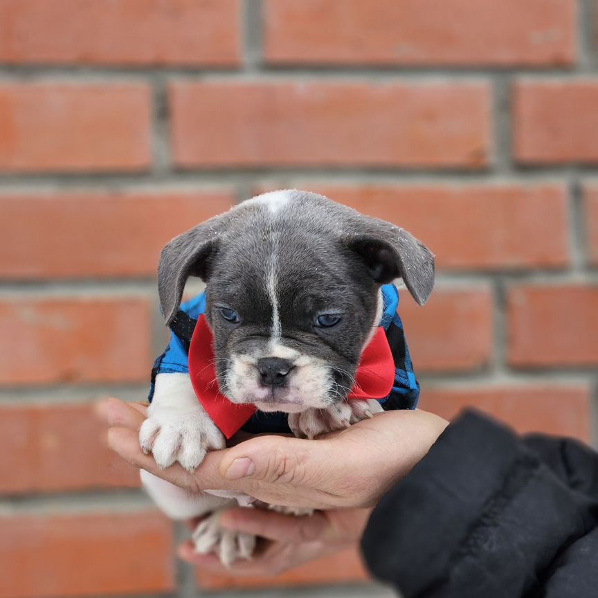 Французский бульдог щенки бело-голубой